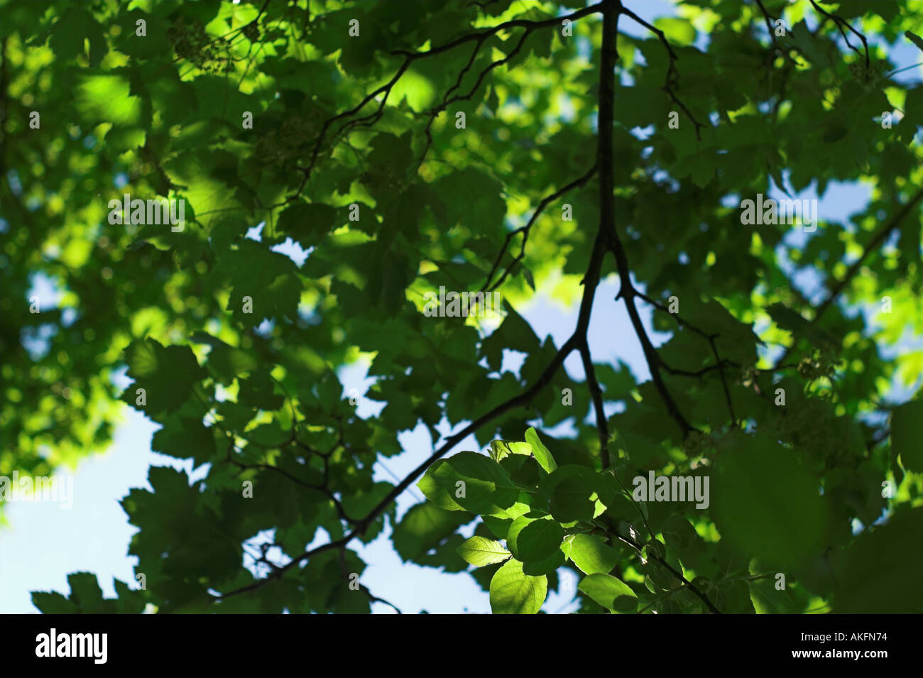 Sunlit tree canopy looking up through a sycamore tree Stock Photo - Alamy