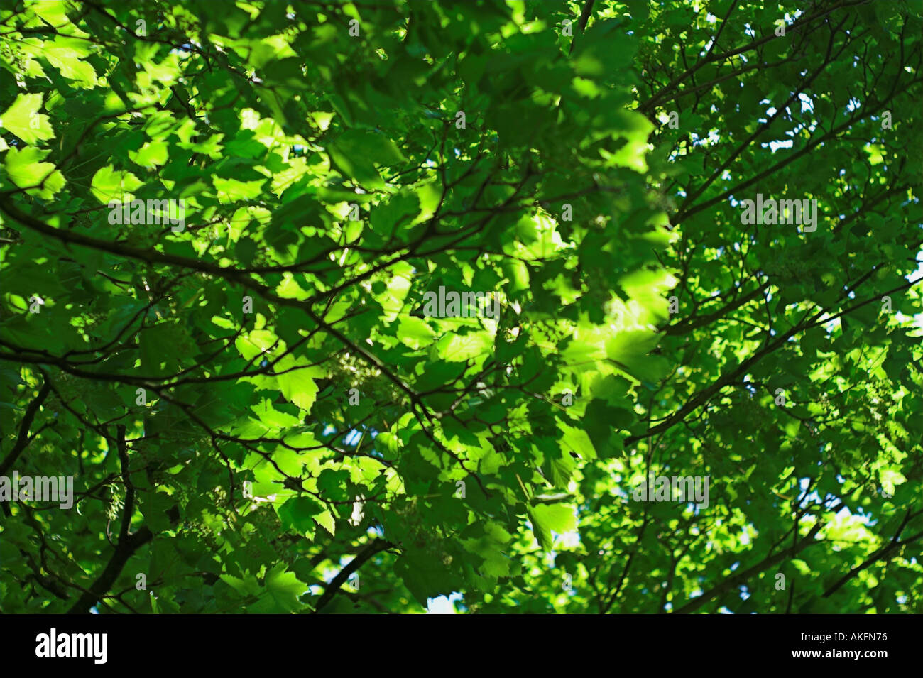 Sunlit tree canopy looking up through a sycamore tree Stock Photo - Alamy
