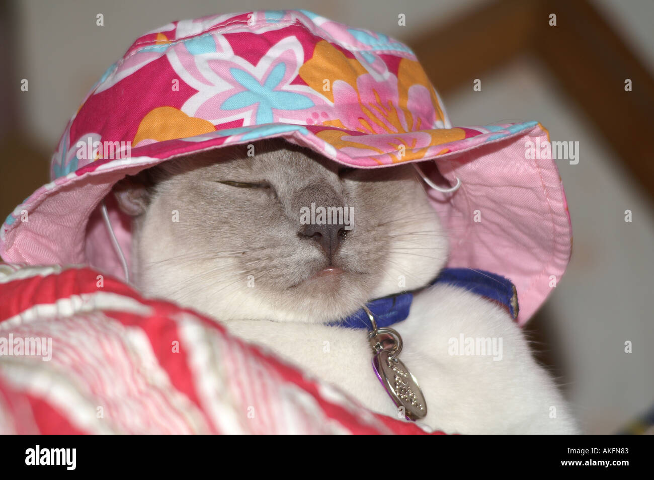 siamese cat in a sun hat Stock Photo - Alamy
