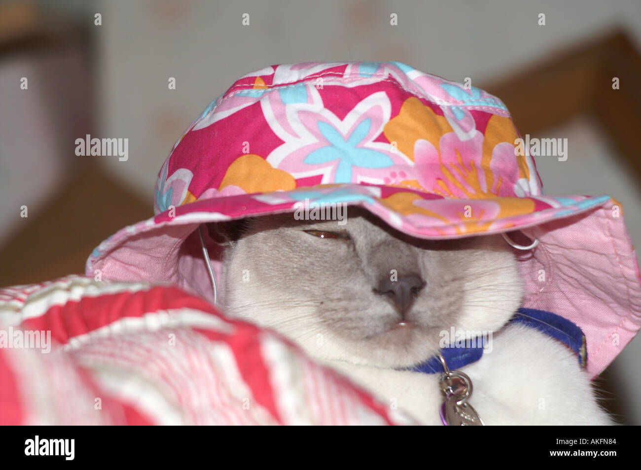 siamese cat in a sun hat Stock Photo - Alamy