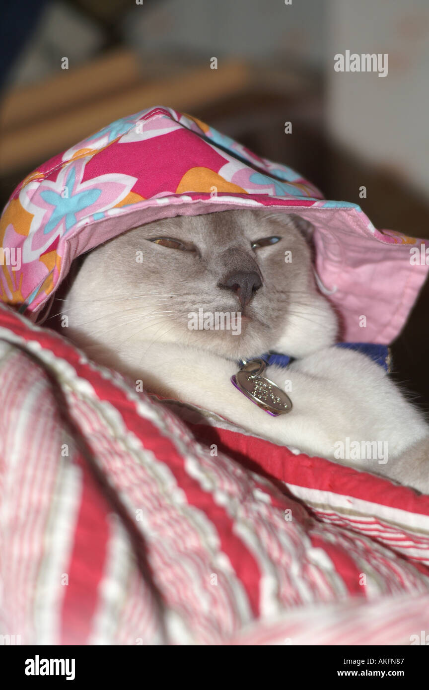 siamese cat in a sun hat Stock Photo - Alamy