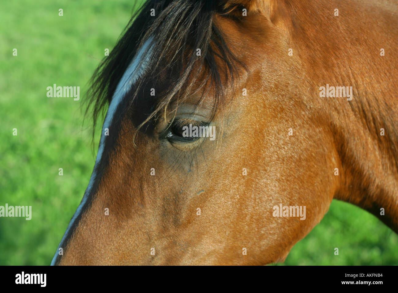 Horses head close up hi-res stock photography and images - Alamy