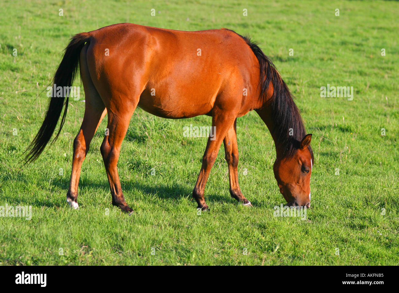 Horse in profile grazing in a field Stock Photo - Alamy