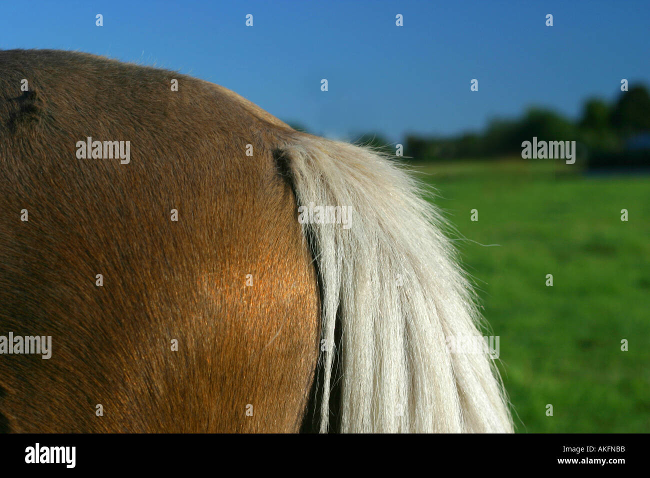 Horses tail hi-res stock photography and images - Alamy