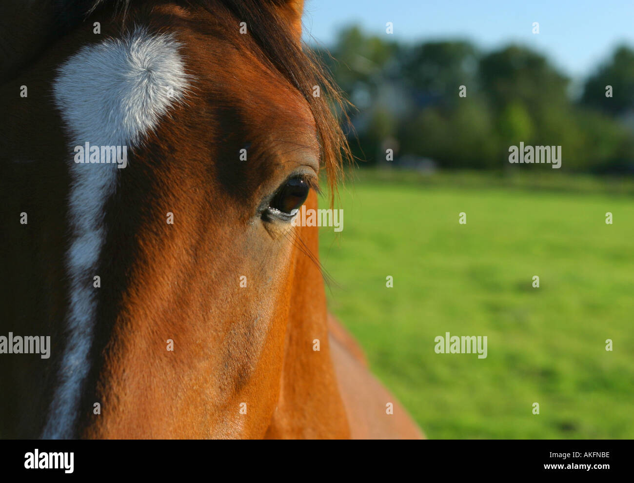 Close up horse's head hi-res stock photography and images - Alamy