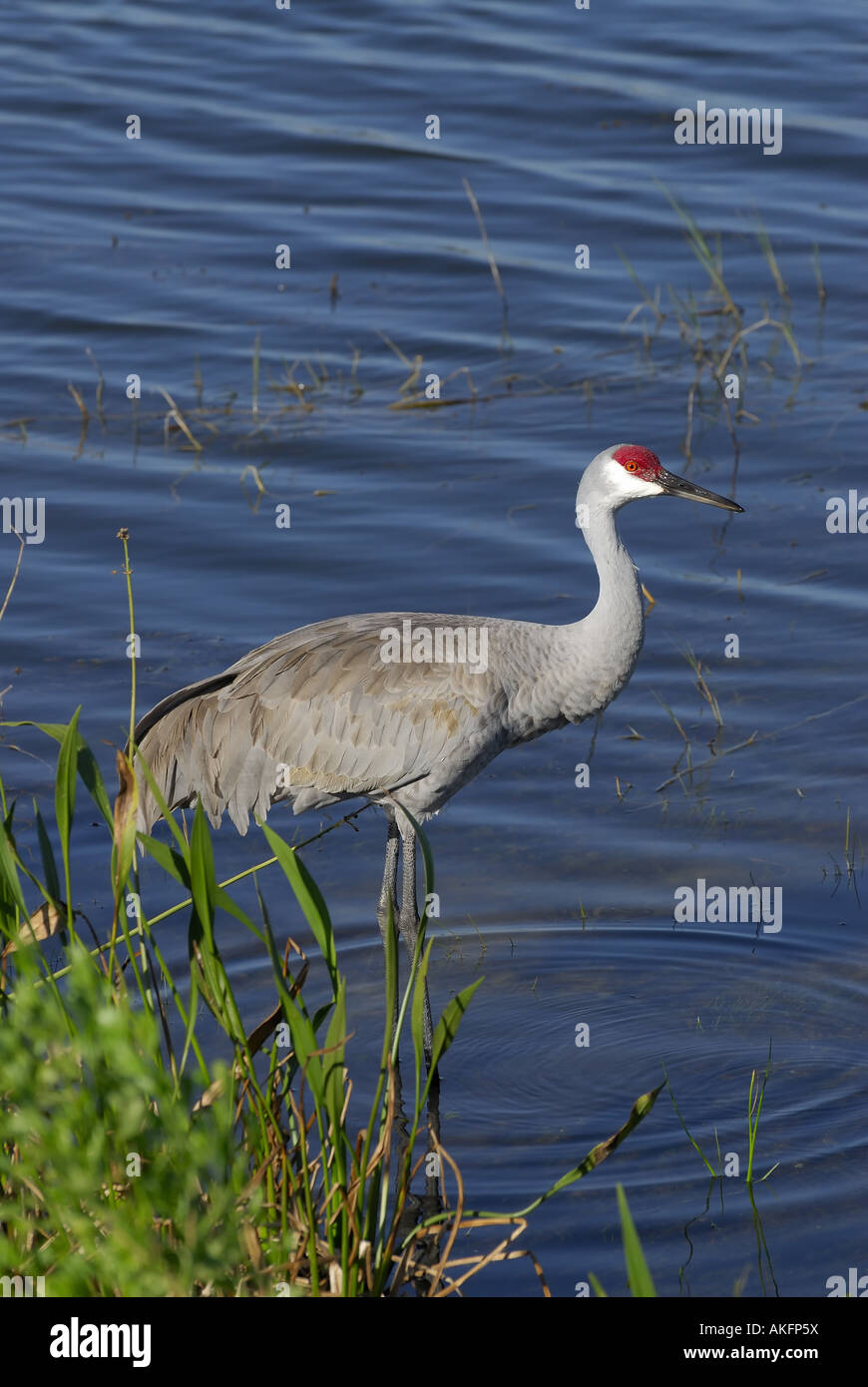 Birds florida cranes hi-res stock photography and images - Alamy