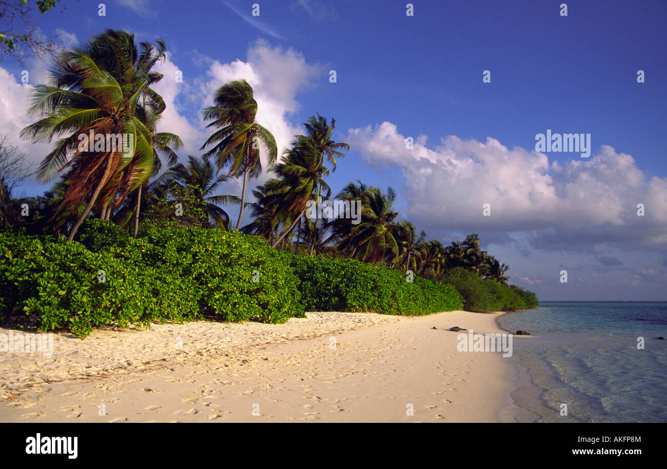 Palm trees. Meerufenfushi Island, North Male Atoll, Maldives Stock ...