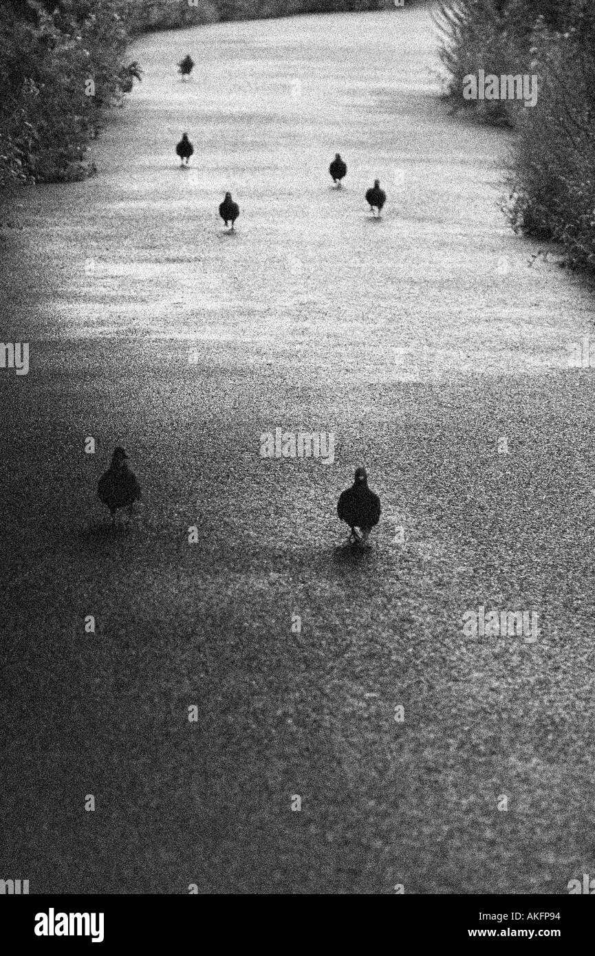 Follow walking Black and White Stock Photos & Images - Alamy