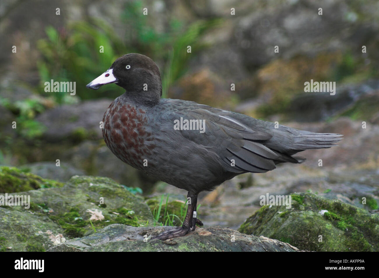 Whio blue duck hi-res stock photography and images - Alamy