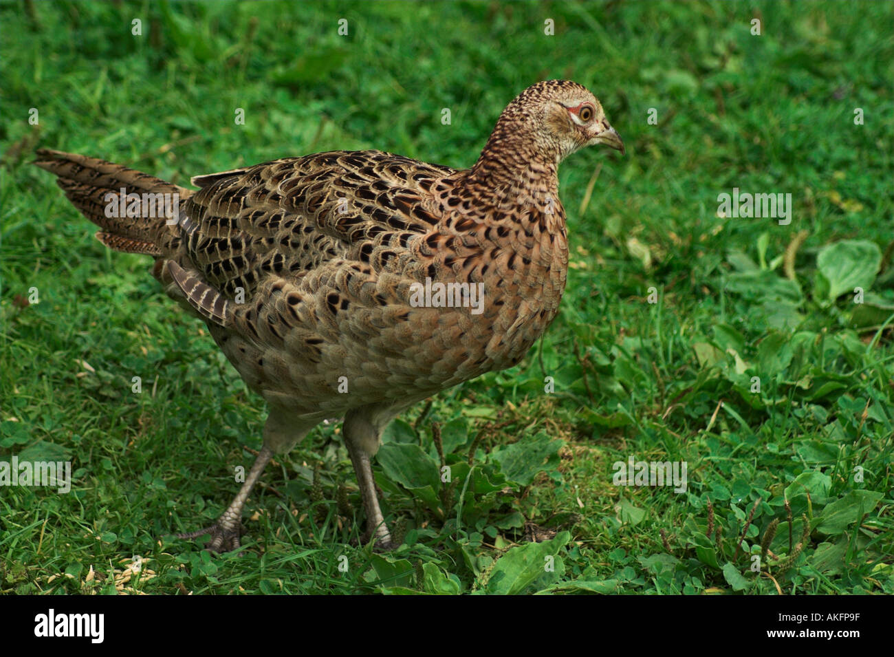 European Pheasant (PHASIANUS COLCHICUS) female Stock Photo - Alamy