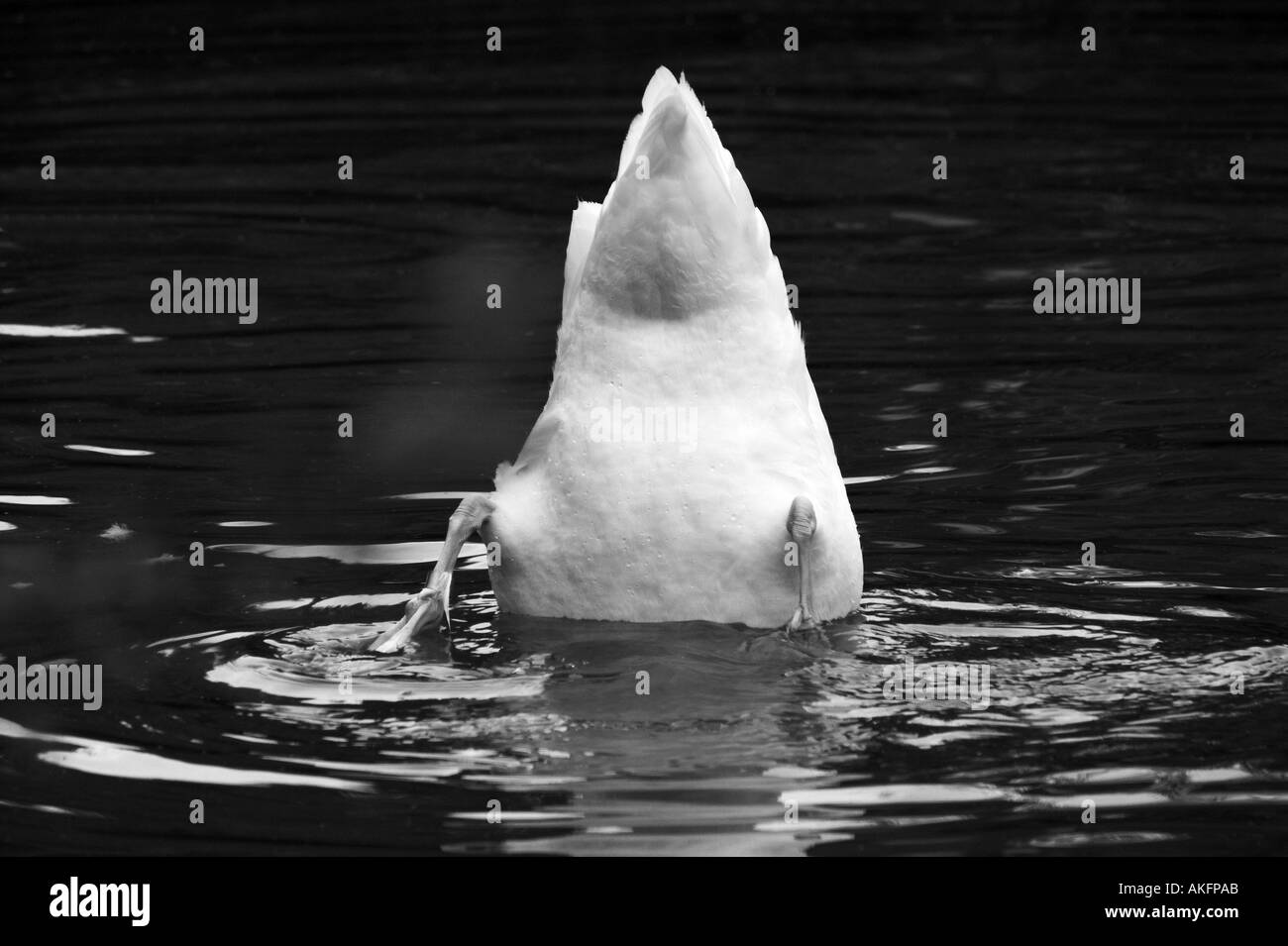 swan up ending bottom Stock Photo - Alamy