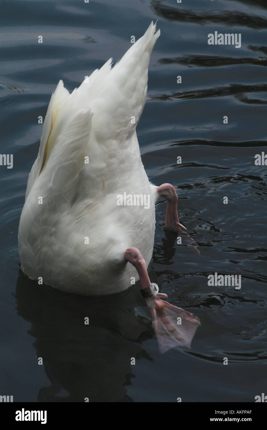 swan up ending showing its bottom Stock Photo - Alamy