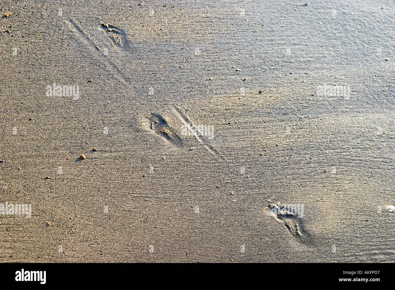 footprint in beach sand Stock Photo - Alamy