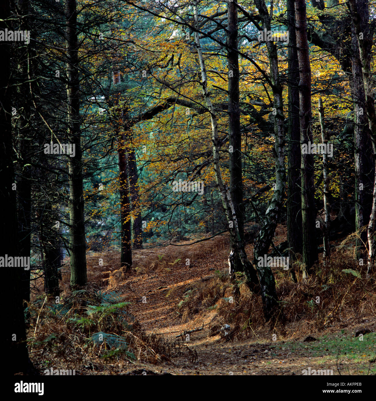 Cannock wood hi-res stock photography and images - Alamy