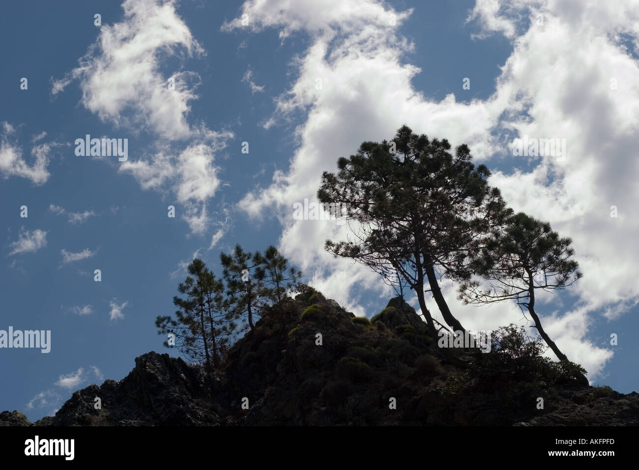 Silhouette of a tree against the blue sky Levanto Liguria Italy Stock ...