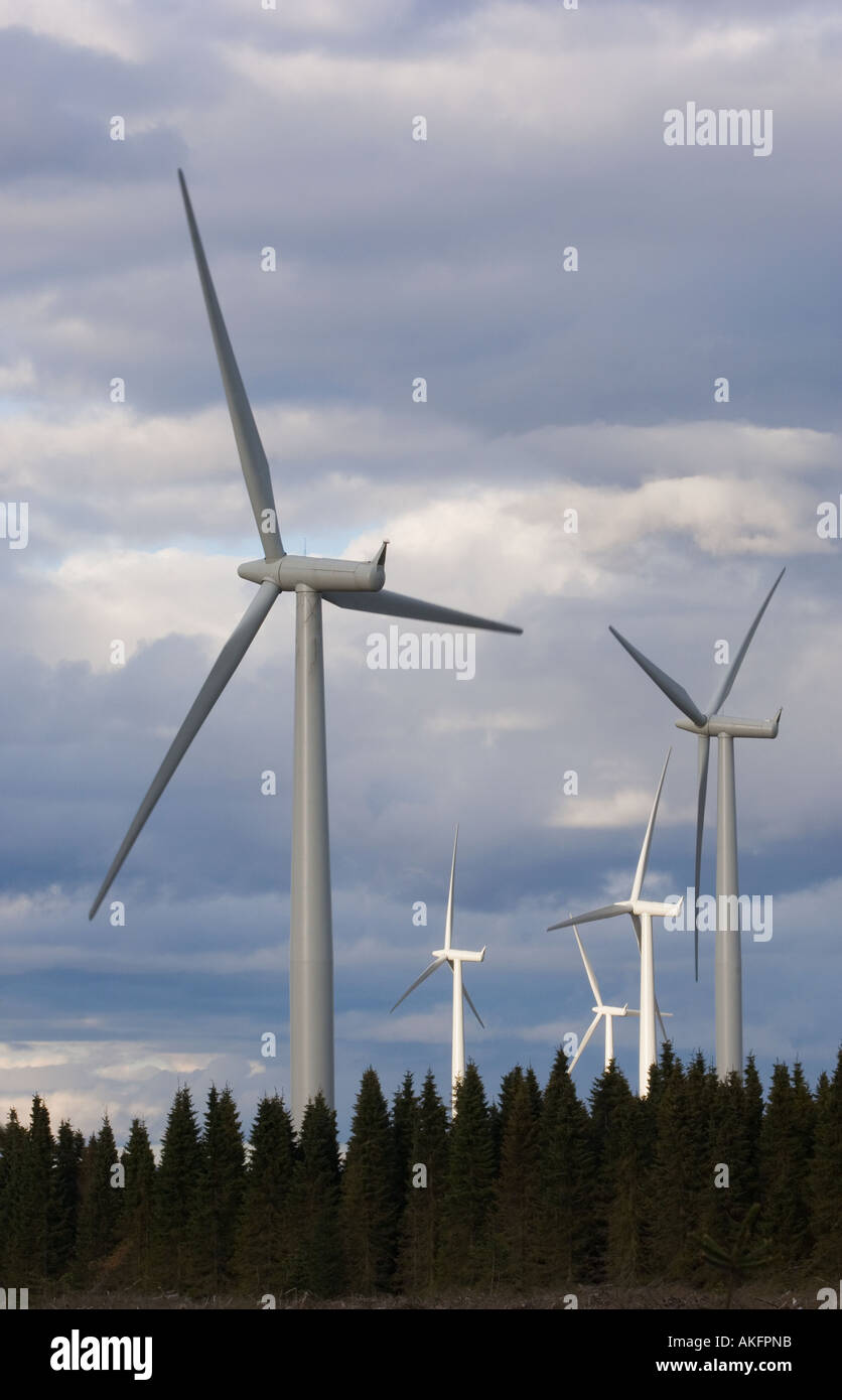 2.3 megawatt wind turbines behind a spruce plantation, Scotland Stock ...