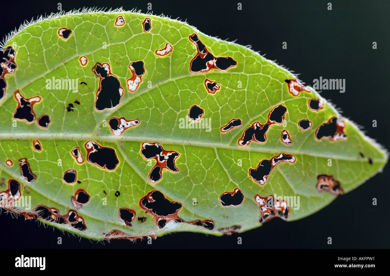 Capsid bug damage Stock Photo - Alamy Capsid bug damage Stock Photo - Alamy