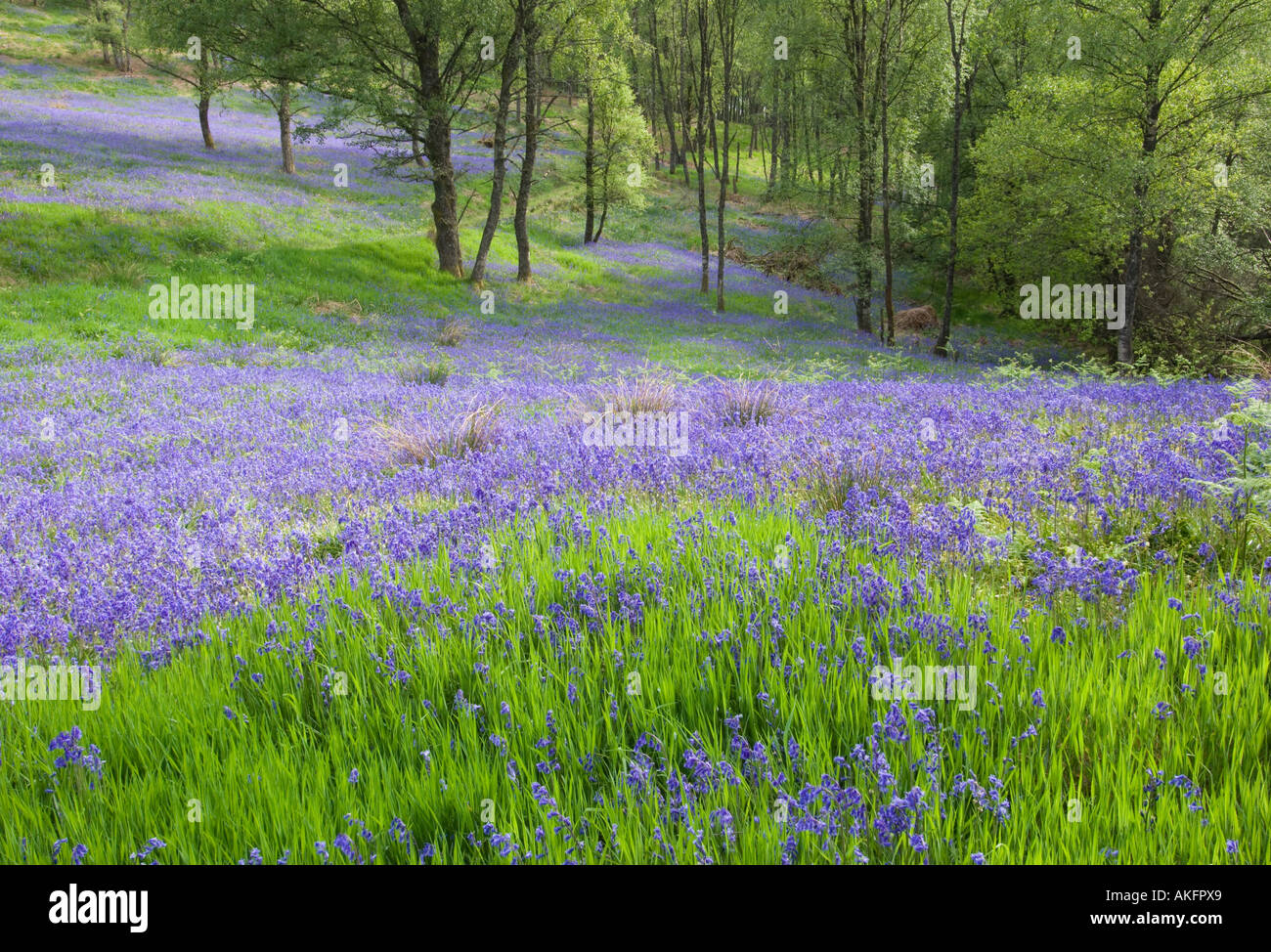 Bluebells in broad leaved woodland, Scotland Stock Photo - Alamy