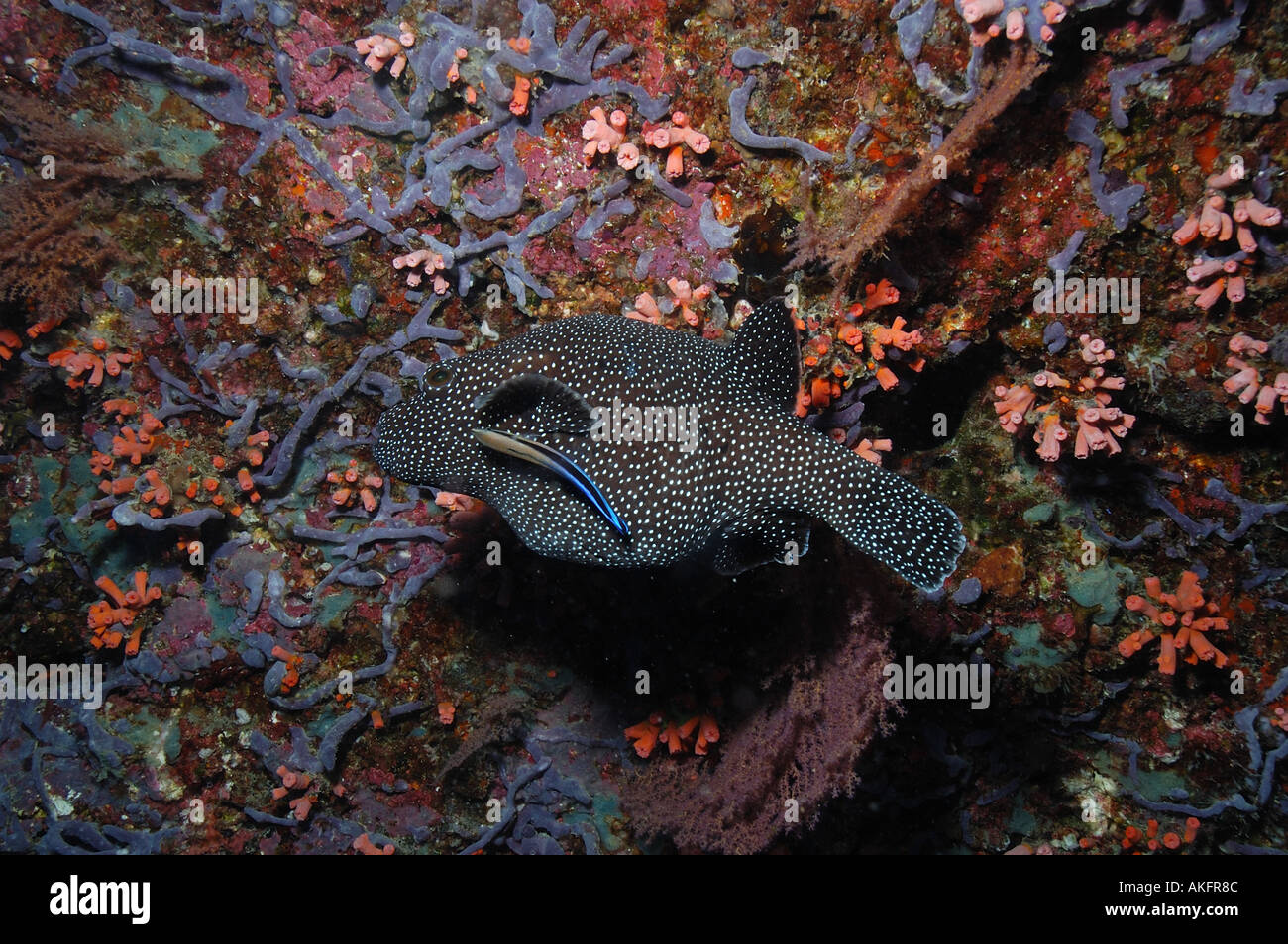 Guineafowl Puffer Fish with cleaner wrasse Maldives Stock Photo - Alamy