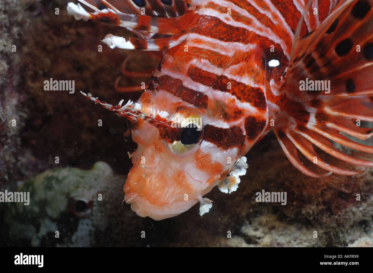 Spotfin Lionfish close up of head Maldives Stock Photo - Alamy