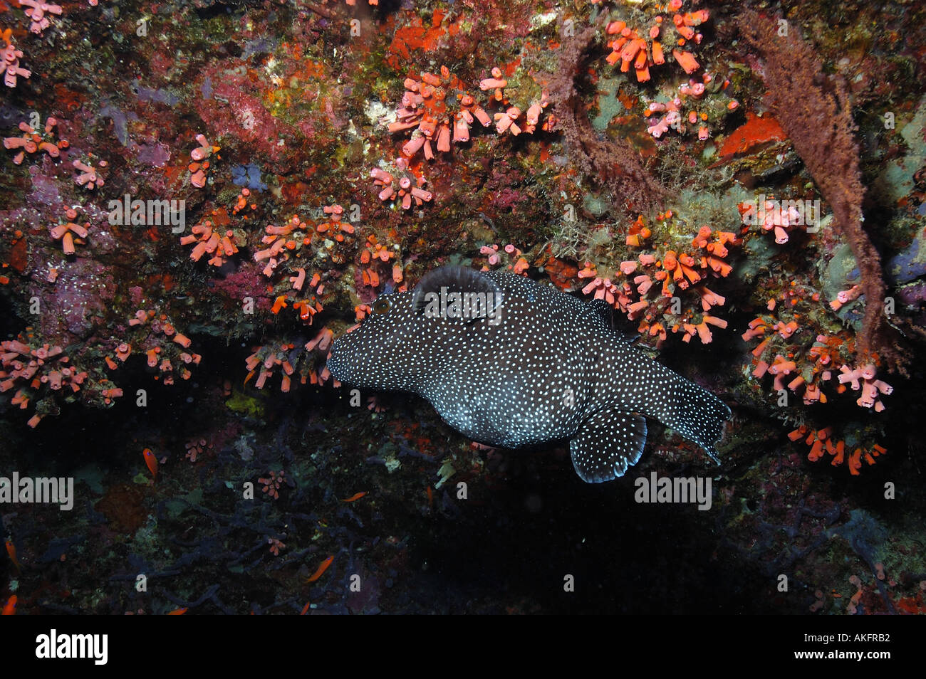 Guineafowl PufferFish Maldives Stock Photo - Alamy