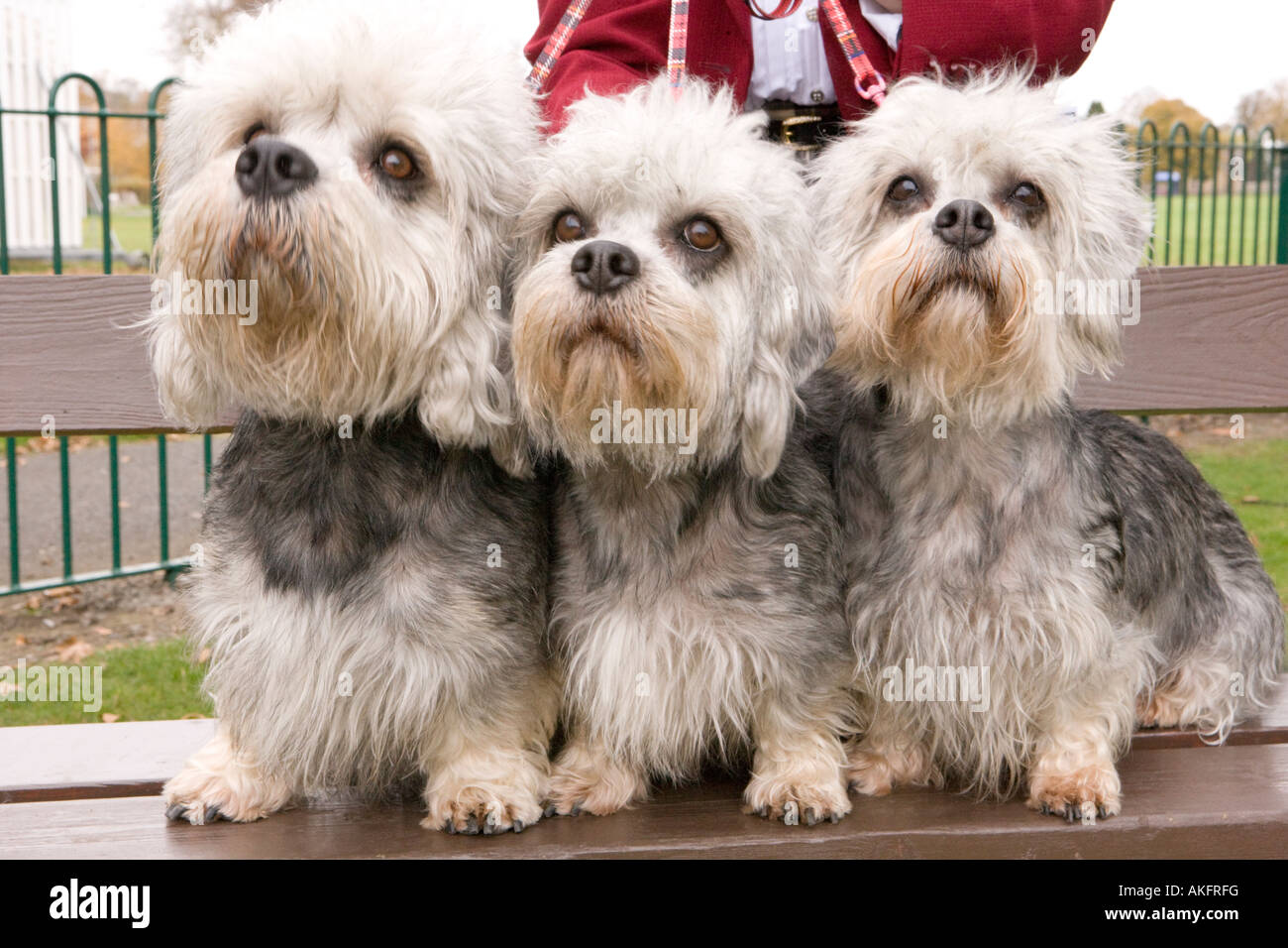 Three Dandie Dinmont terrier dogs on vulnerable native breeds list pose ...