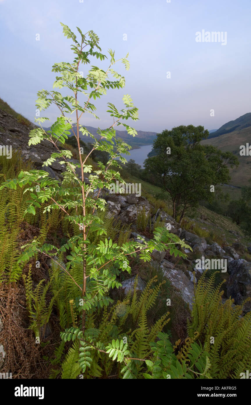 001275 hi-res stock photography and images - Alamy