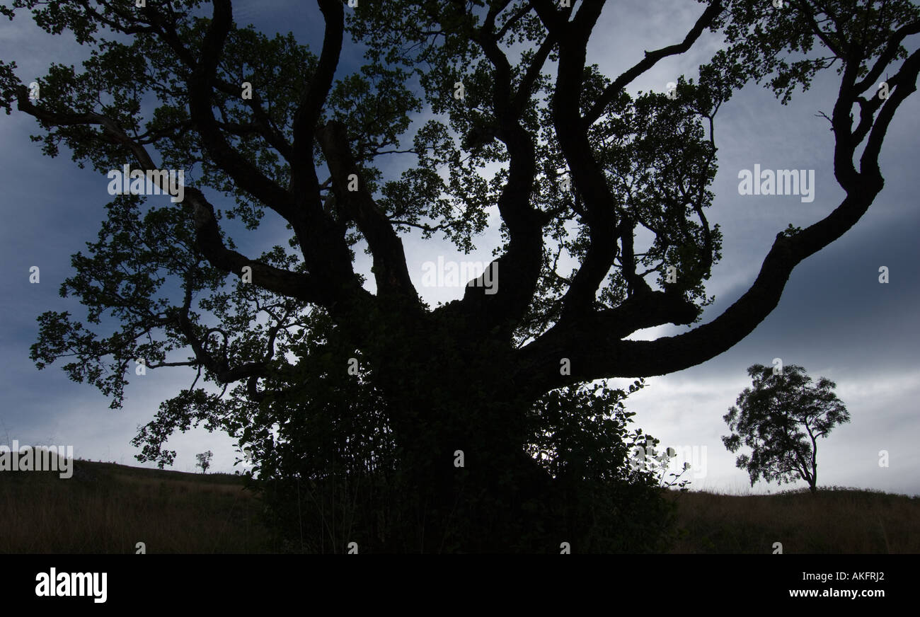 Black alder alnus glutinosa in summer hi-res stock photography and ...