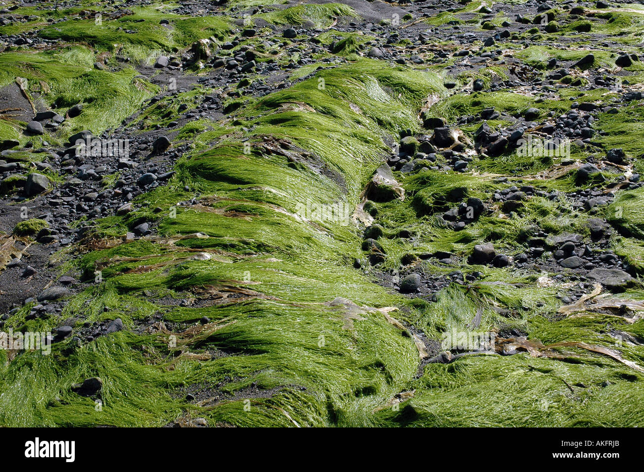 Seaweed on Glen Brittle beach, Scotland Stock Photo - Alamy