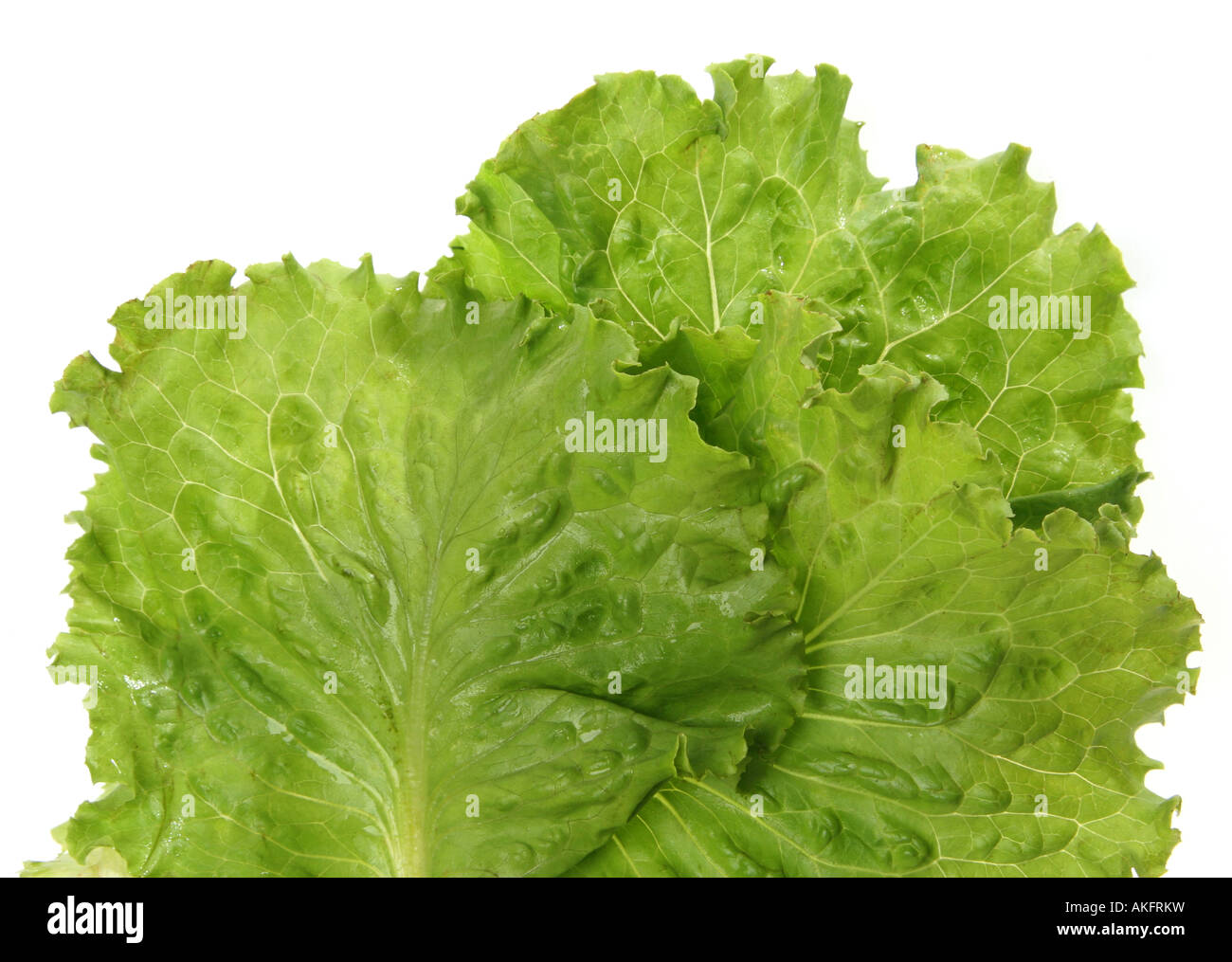 lettuce leaf closeup view isolated on white background Stock Photo - Alamy