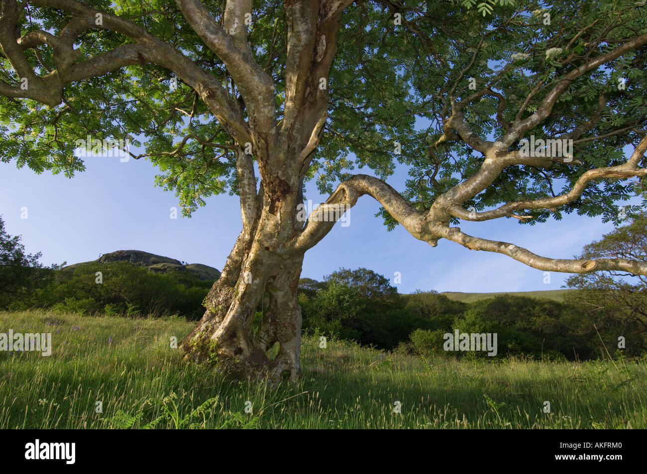Rowan in upland wooded pasture, Glen Finglas, Scotland Stock Photo - Alamy