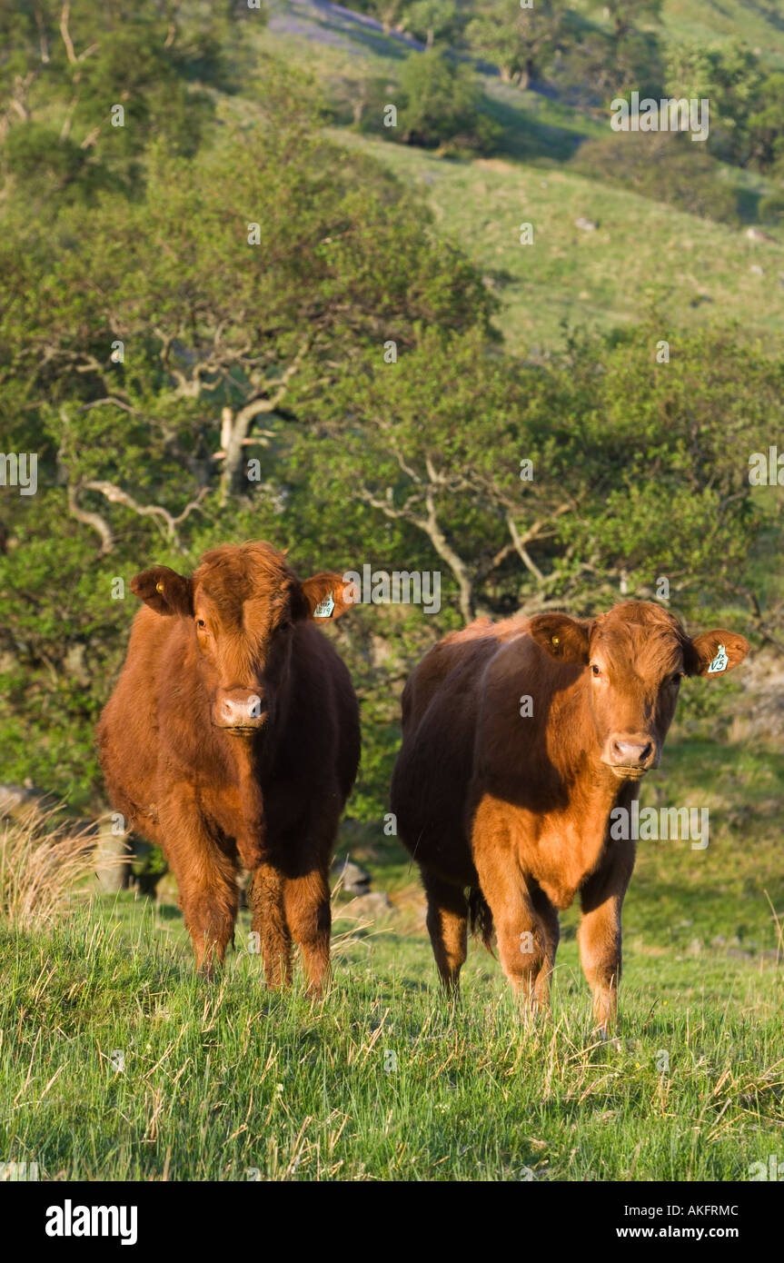 Luing cattle hi-res stock photography and images - Alamy