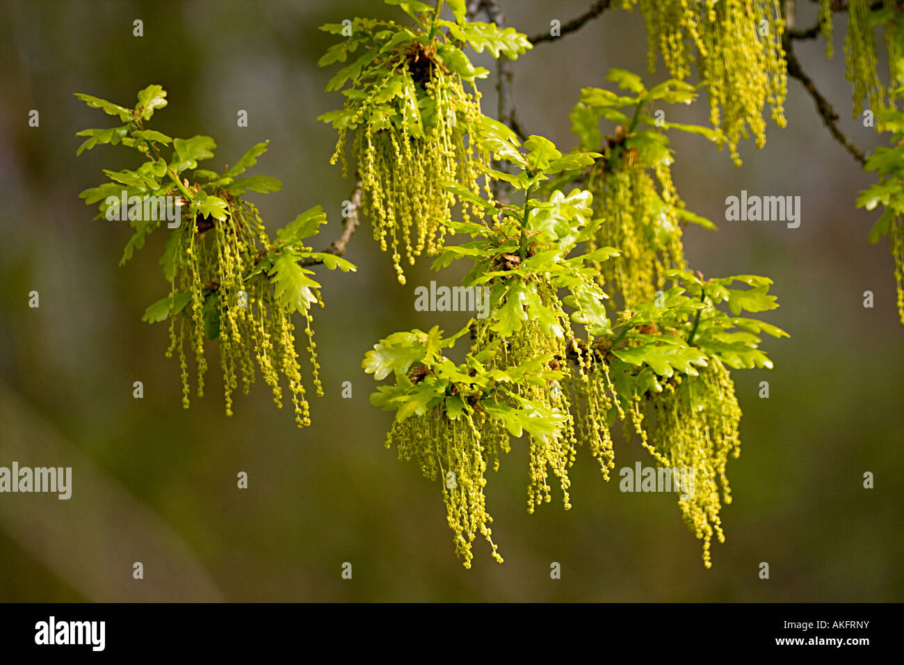Gibbeting hi-res stock photography and images - Alamy