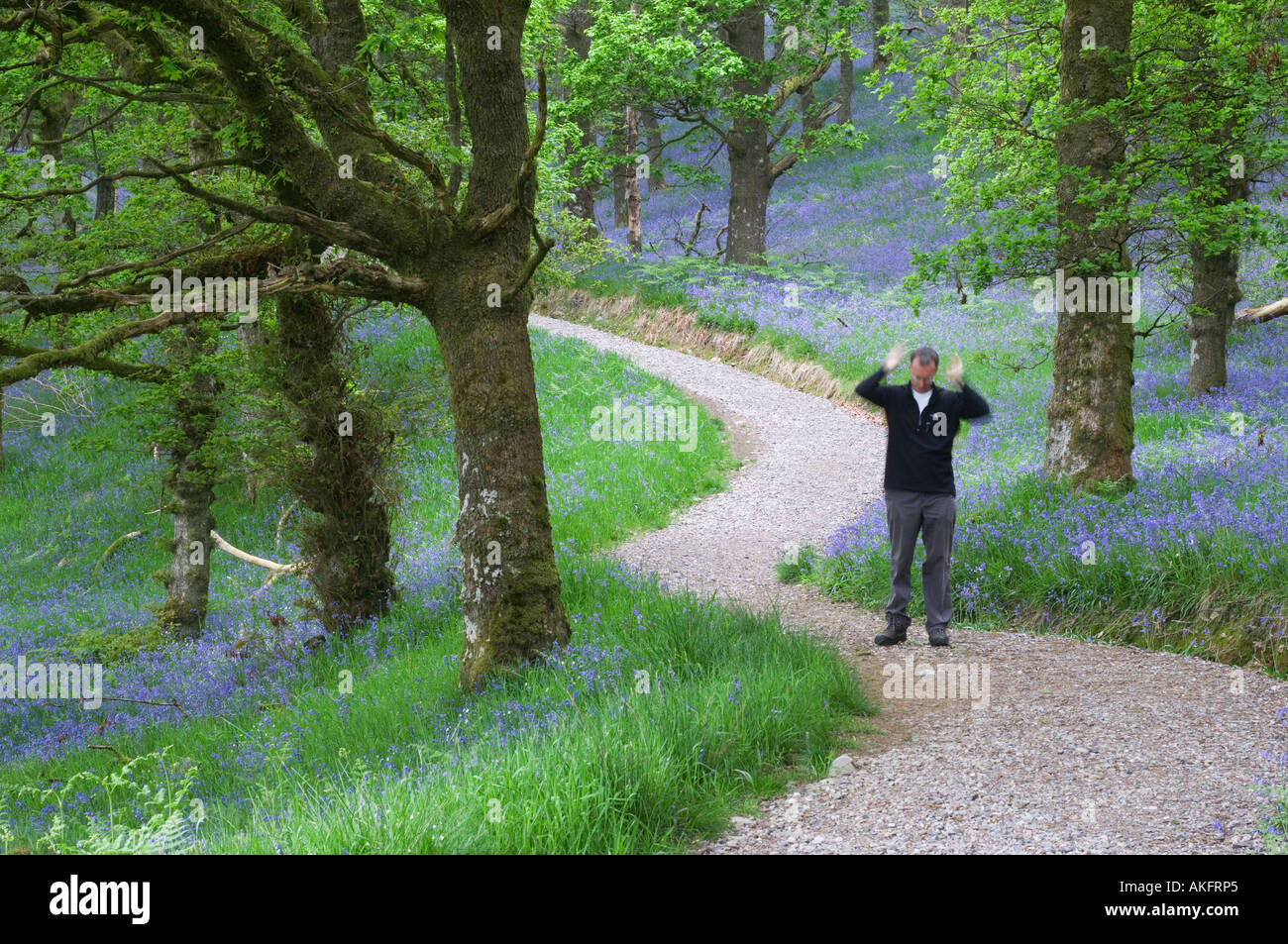 Man batting away midges in a bluebell wood, Scotland Stock Photo - Alamy