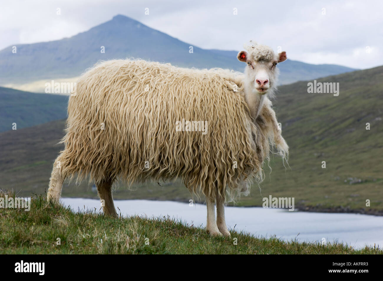 Faroese sheep beginning to moult Stock Photo - Alamy