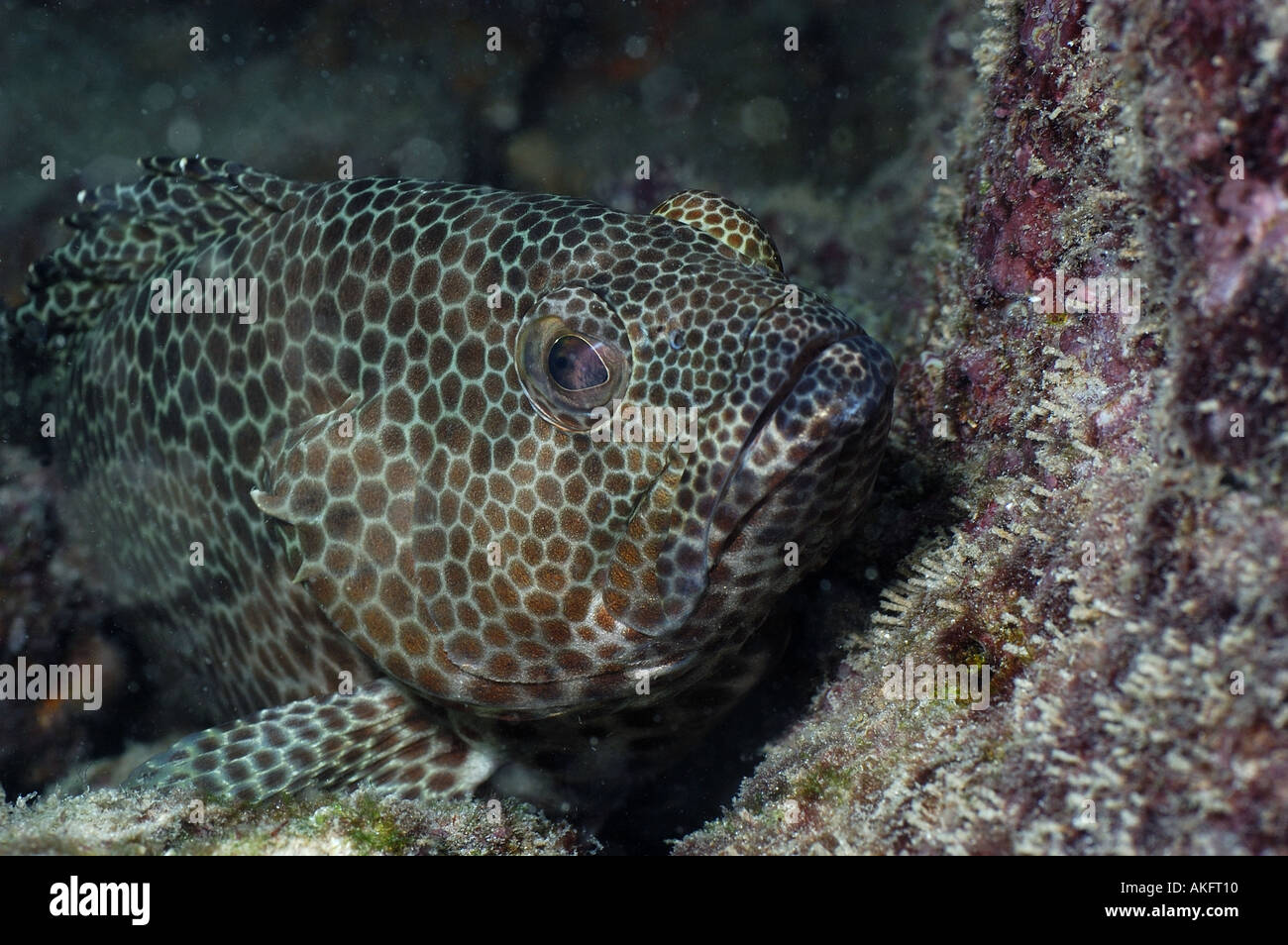 Honeycomb Grouper Maldives Stock Photo - Alamy
