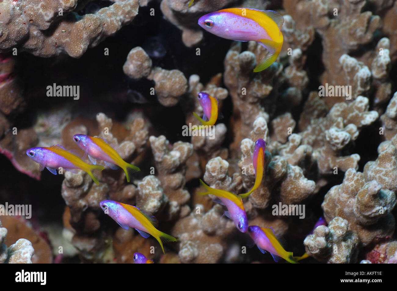 Antheas fish hi-res stock photography and images - Alamy
