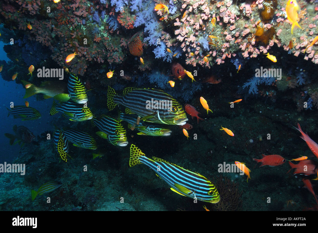 Sweetlips group hi-res stock photography and images - Alamy