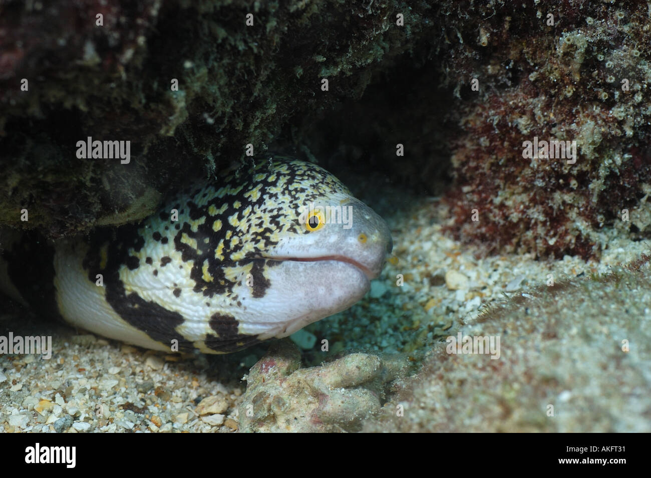 Fish hiding from predator hi-res stock photography and images - Alamy