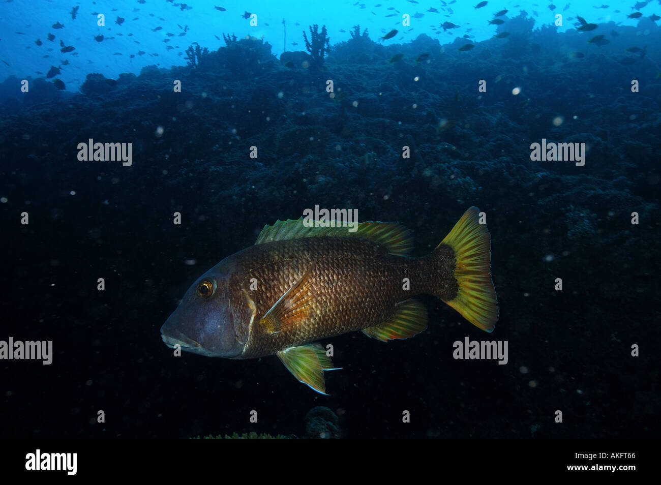 Orange finned Emperor fish Maldives Stock Photo - Alamy