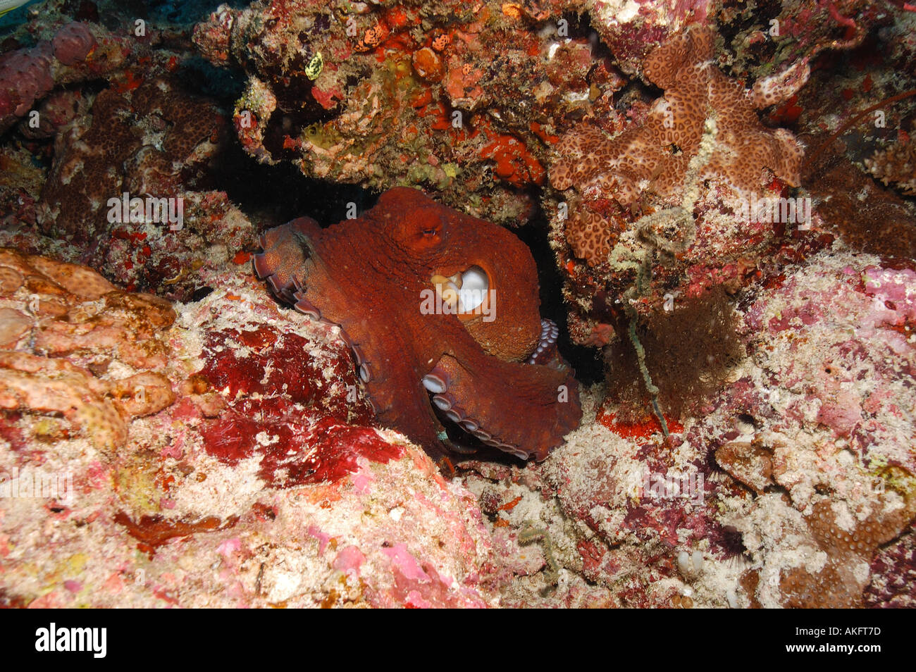 Octopus rock hi-res stock photography and images - Alamy