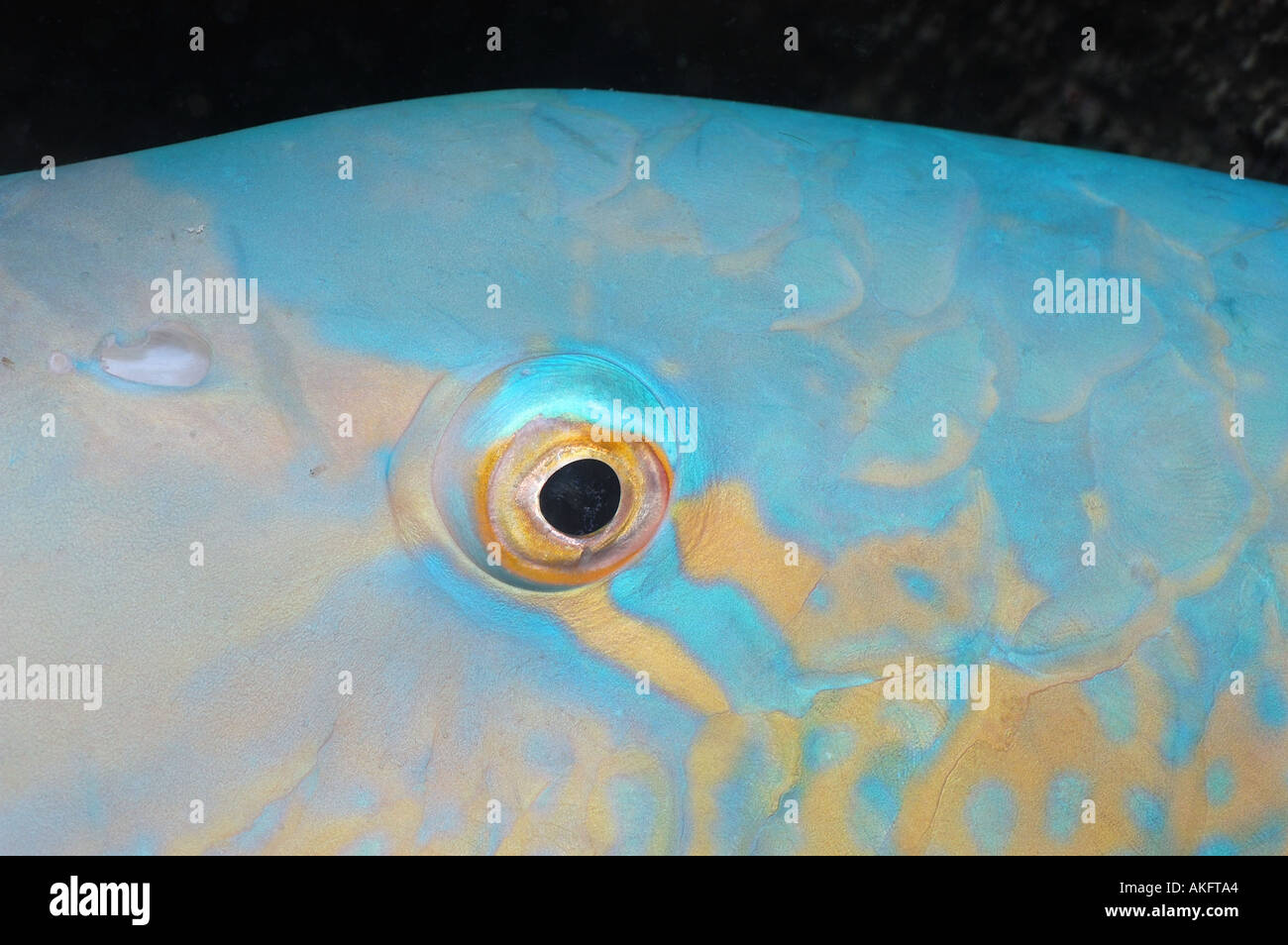 Parrotfish close up of eye Maldives Stock Photo - Alamy