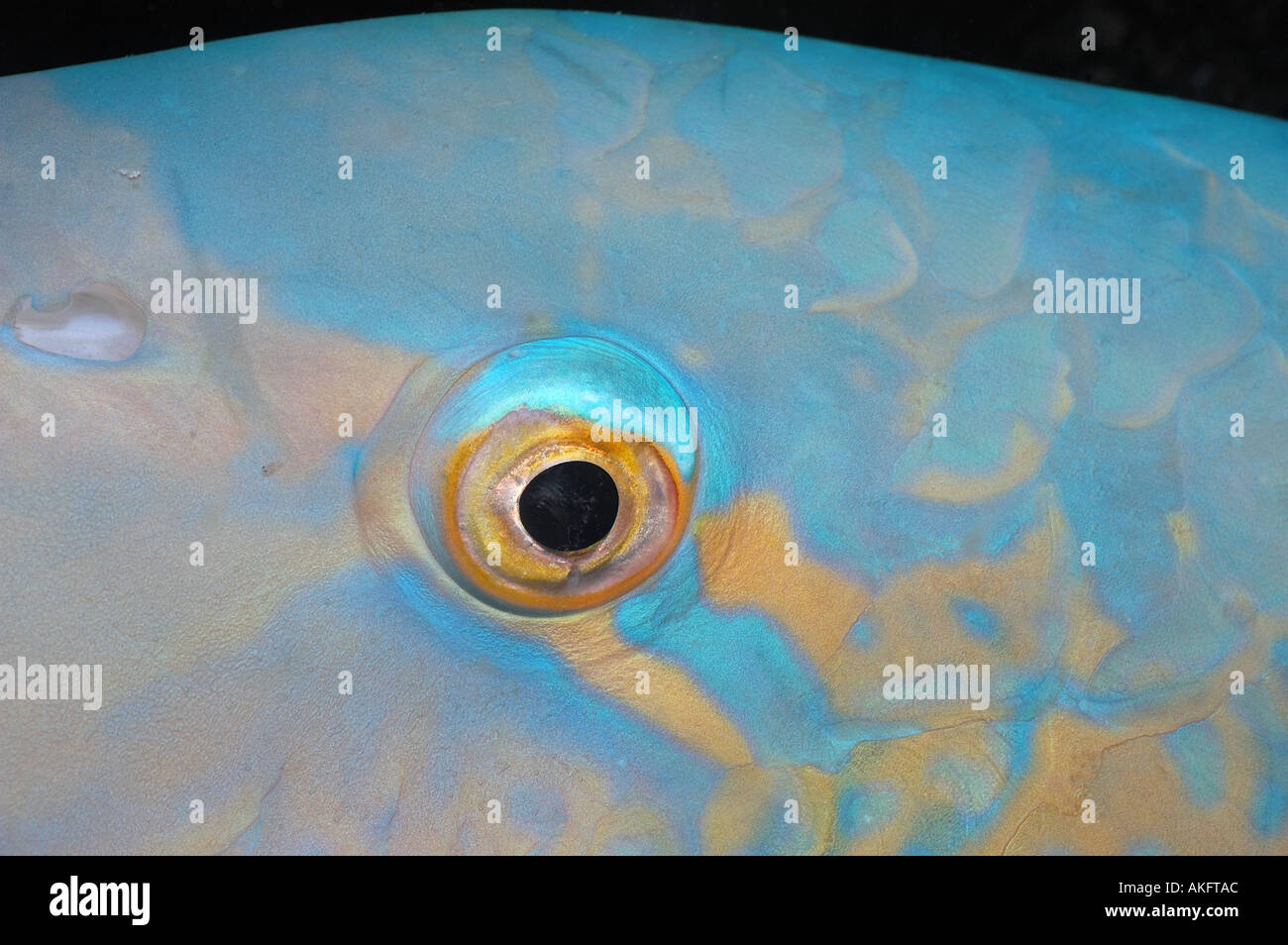 Parrotfish eye hi-res stock photography and images - Alamy