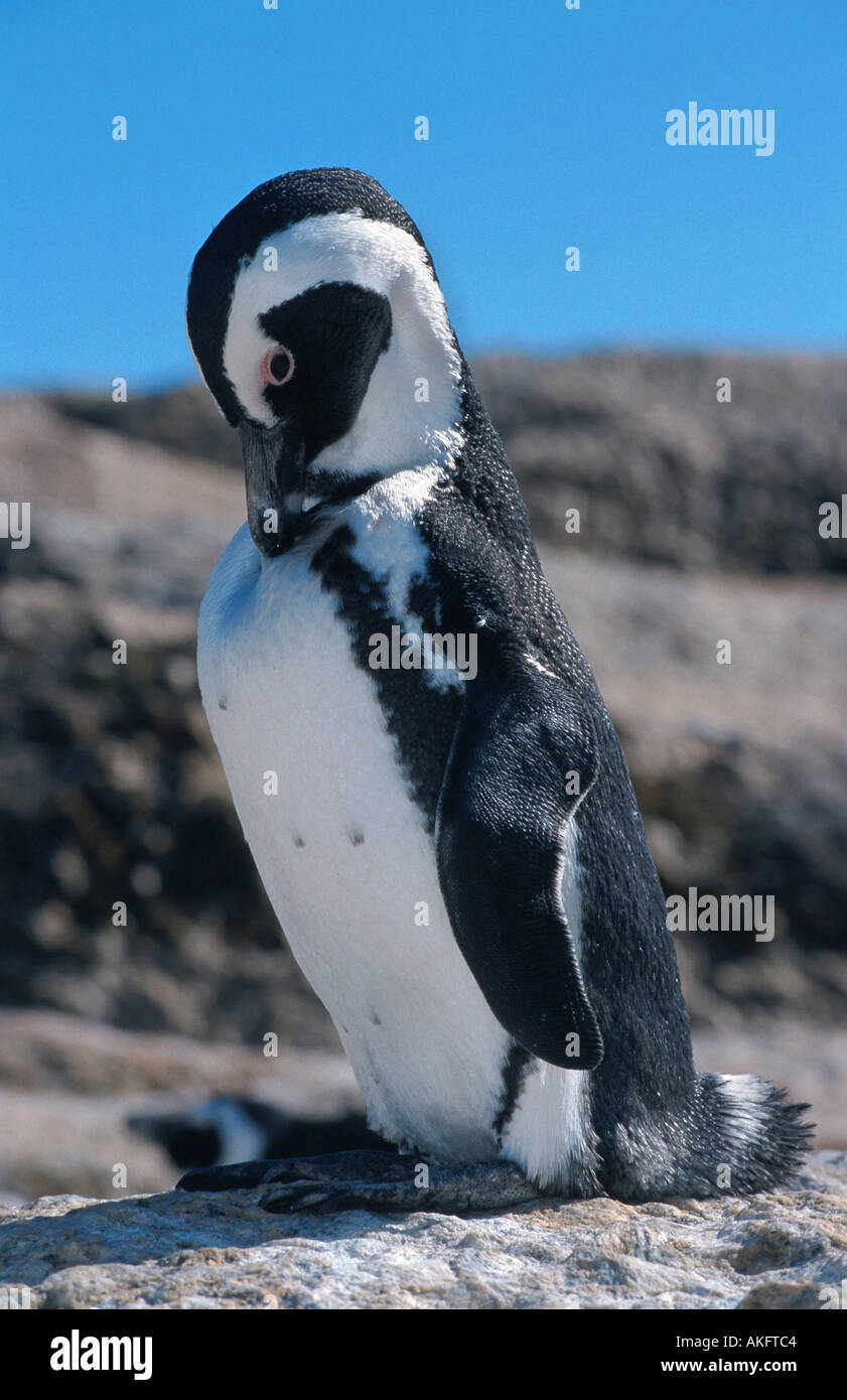 Penguin hygiene hi-res stock photography and images - Alamy