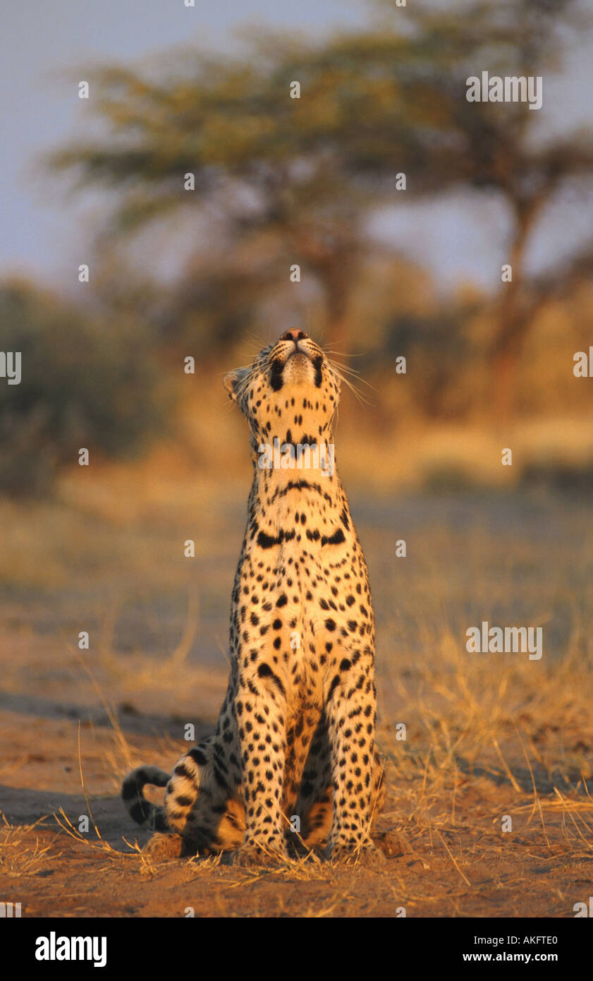 P pardus hi-res stock photography and images - Alamy