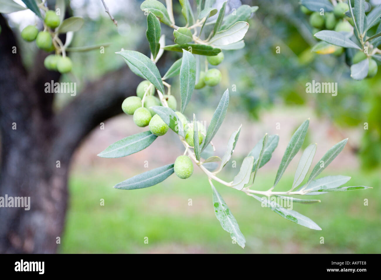 Olive farms in italy hi-res stock photography and images - Alamy