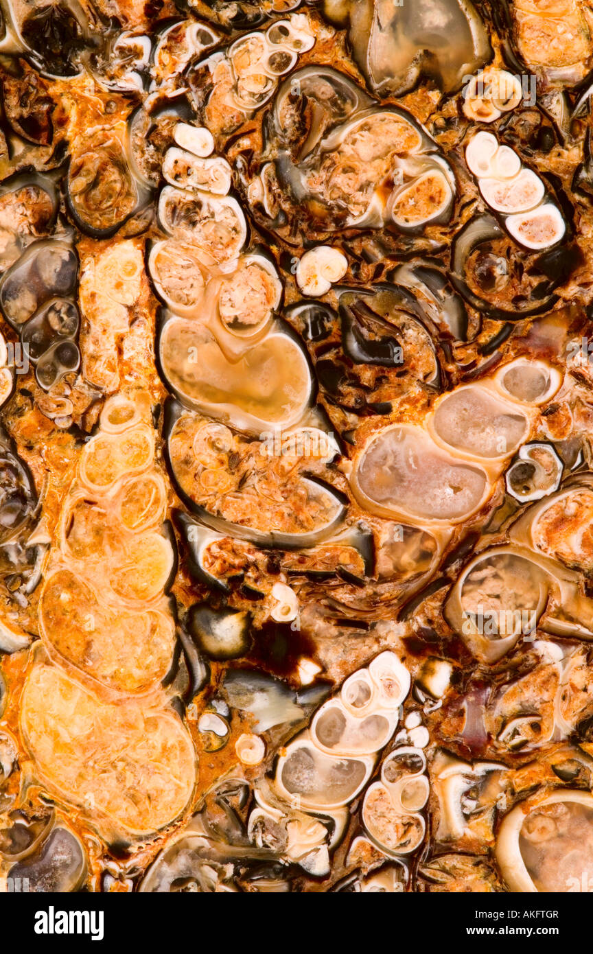 fossilized seafloor cut rock detail Stock Photo - Alamy