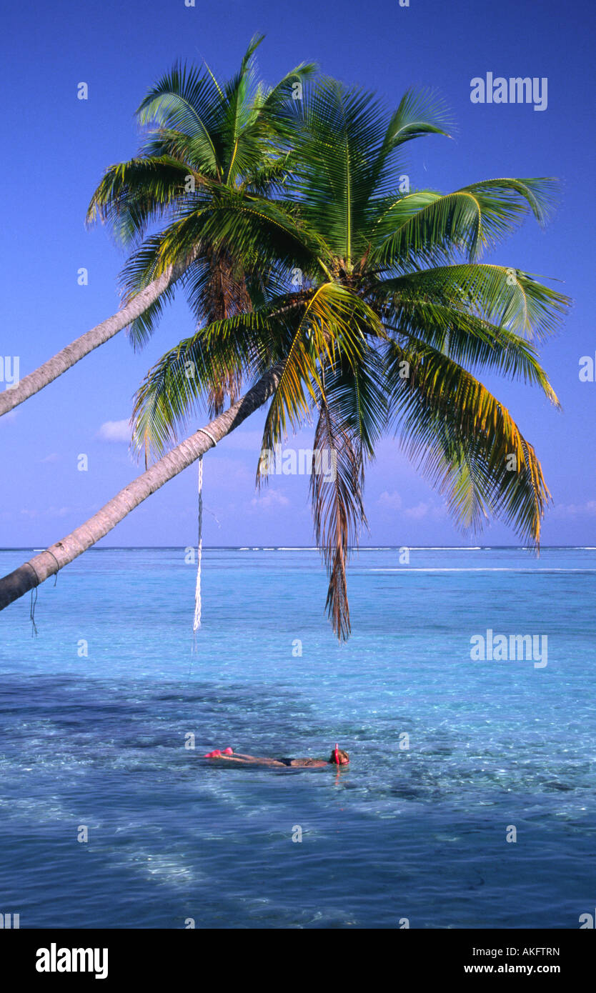 Palm trees. Meerufenfushi Island, North Male Atoll, Maldives Stock ...