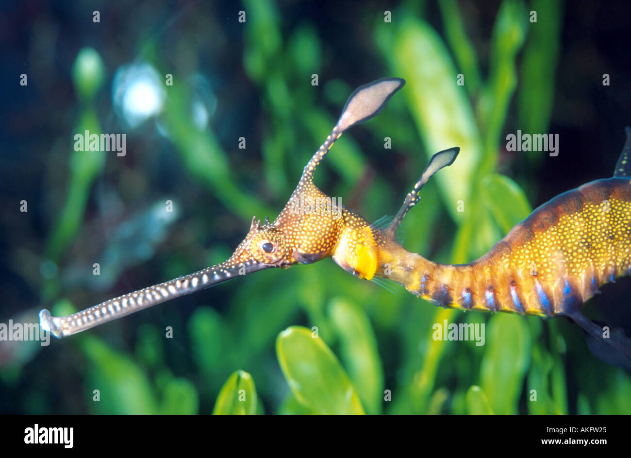 common seadragon, weedy seadragon, leafy seadragon (Phyllopteryx ...