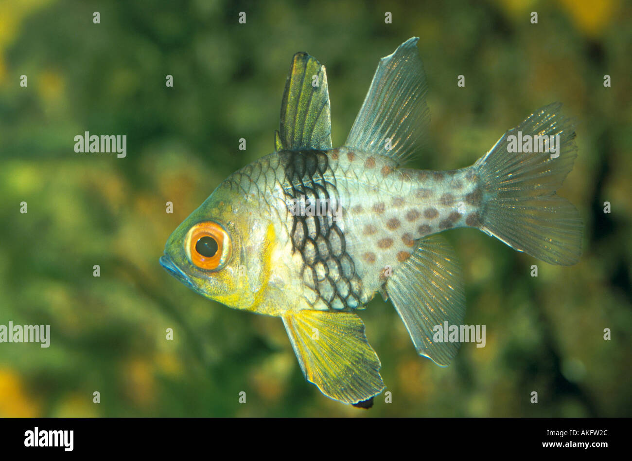 pyjama cardinal fish (Apogon nematopterus), swimming Stock Photo - Alamy